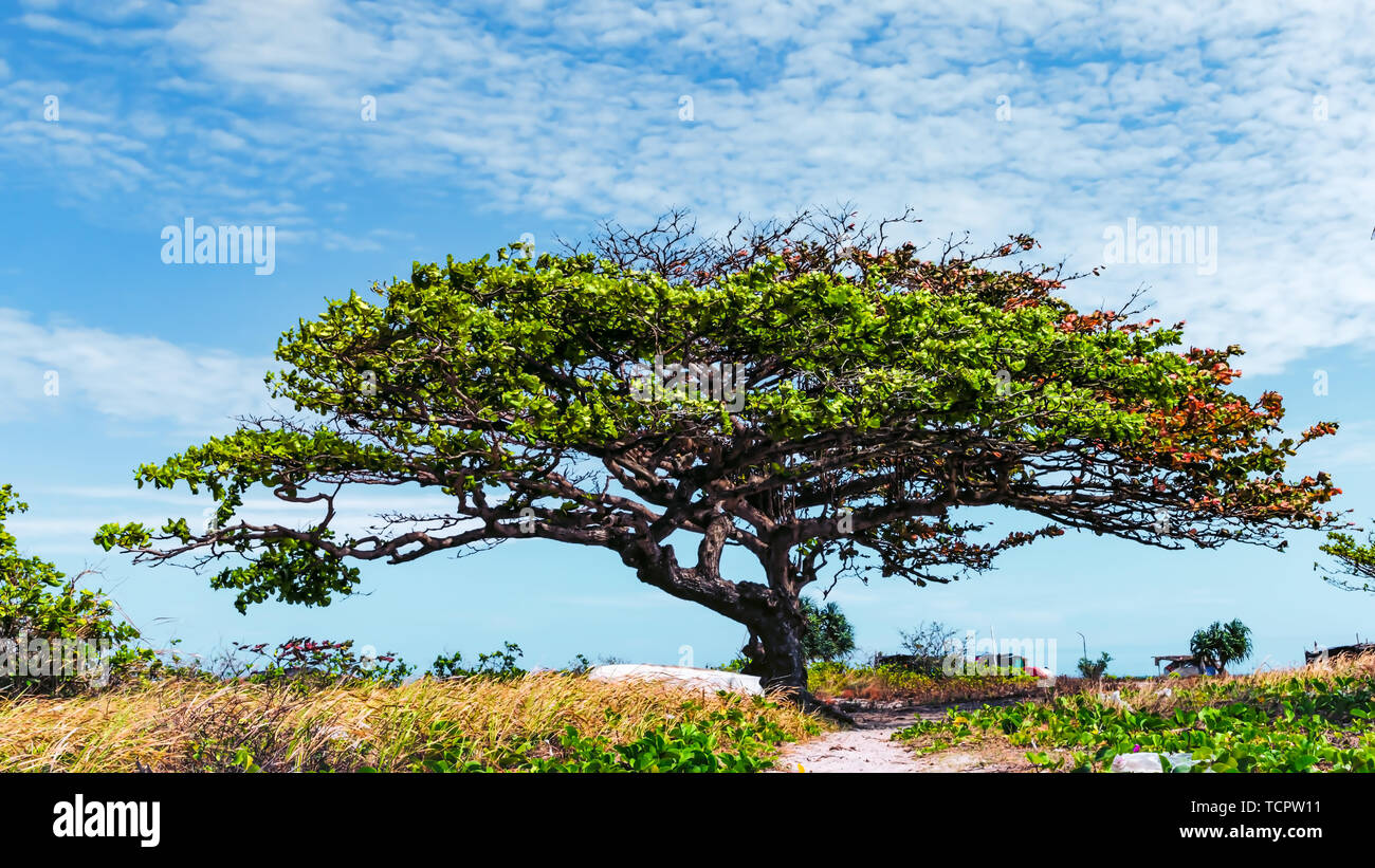 Oceania, Papua New Guinea, trees Stock Photo - Alamy