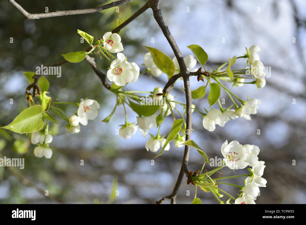 Peach blossom magnolia in spring Stock Photo - Alamy
