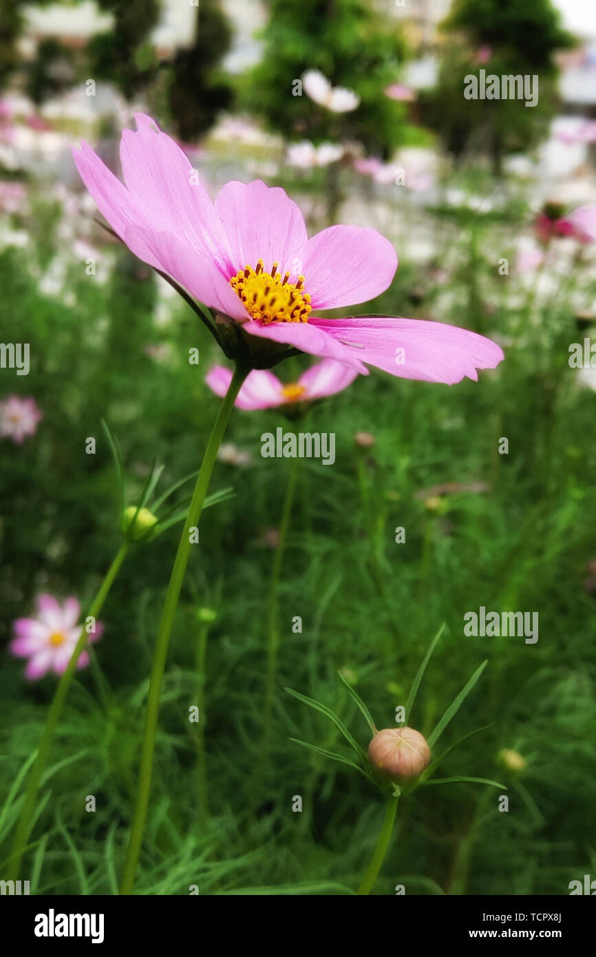 Beautiful Gesang Flowers High Resolution Stock Photography and Images ...