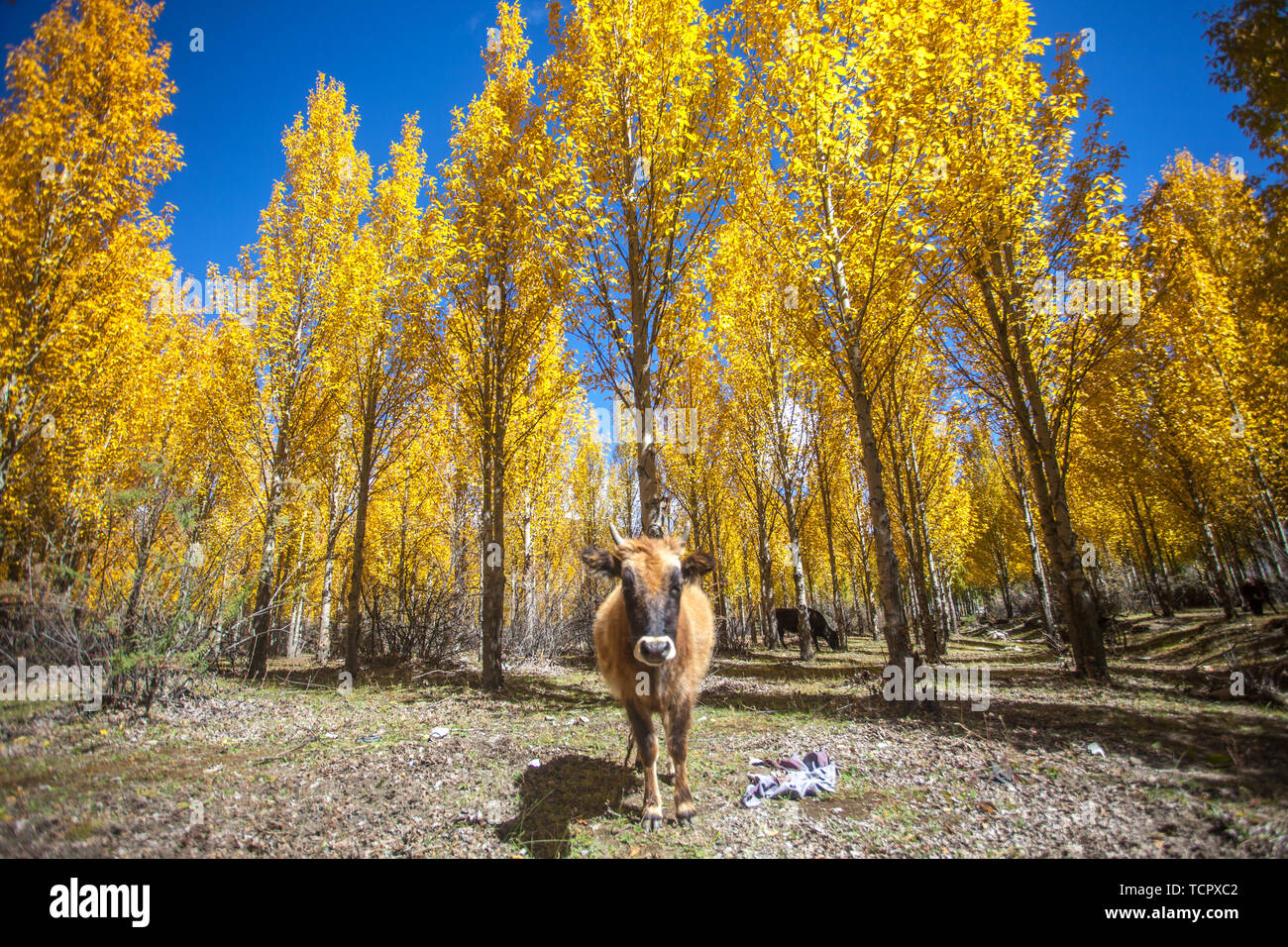 Taocheng green Yang Lin Stock Photo - Alamy