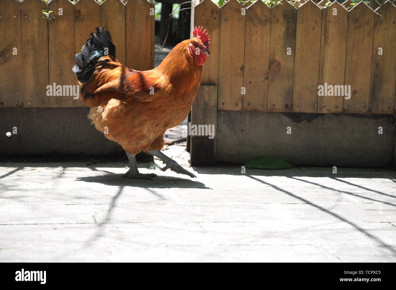 Native chickens hi-res stock photography and images - Alamy