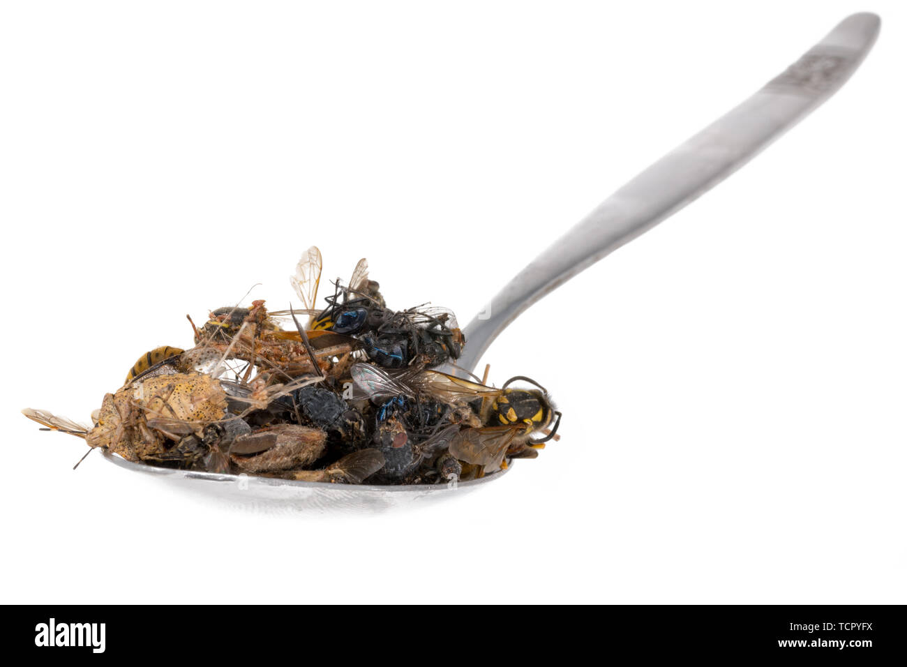 Many dead insects lie on a tablespoon , isolated on white Stock Photo ...