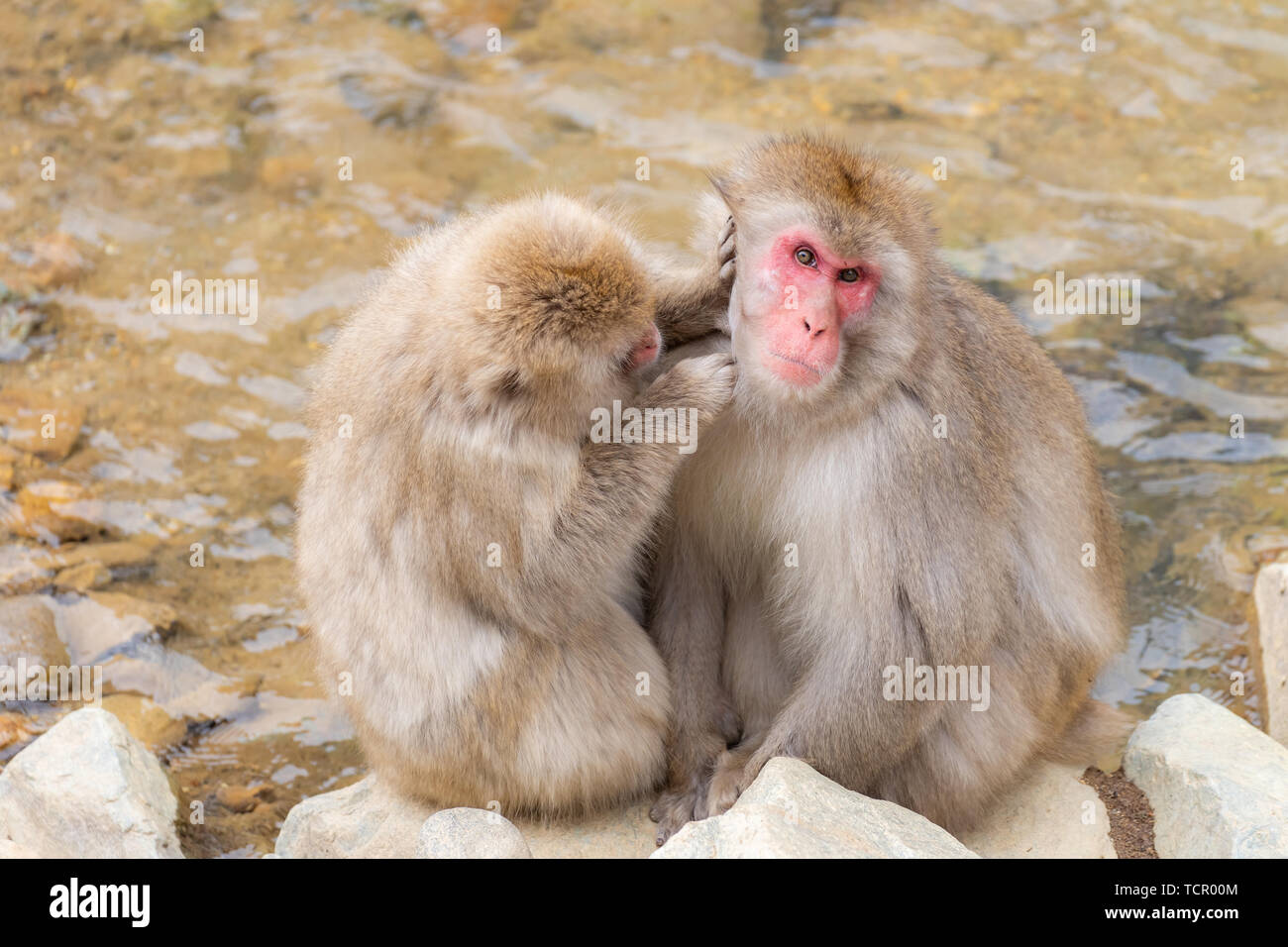 Japanese Snow monkey Macaque in hot spring Onsen Jigokudani monkey Park ...