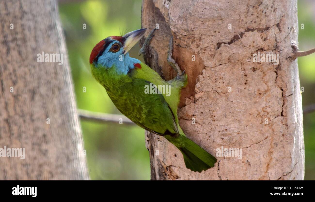 Basanta Bouri Bengali Stock Photo - Alamy