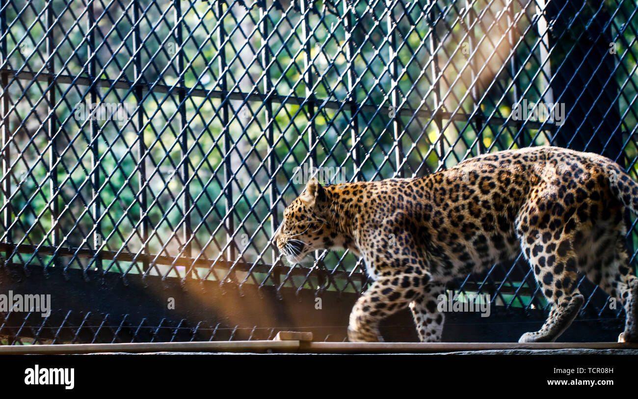 Golden leopards hi-res stock photography and images - Alamy