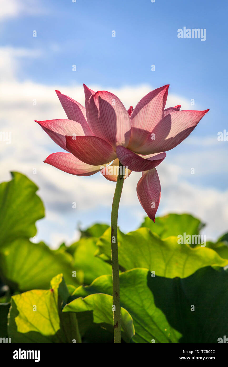 Summer lotus in foreign countries hi-res stock photography and images ...