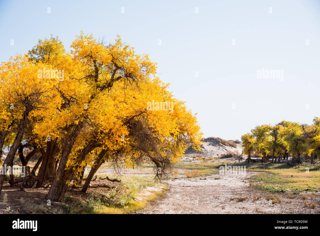Geopark and dead wood shape hi-res stock photography and images - Alamy