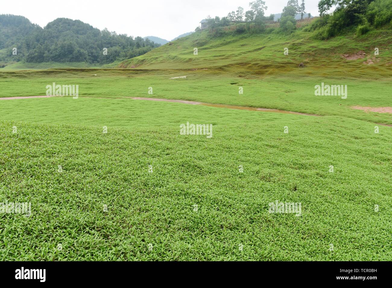 Lush water grass Stock Photo - Alamy