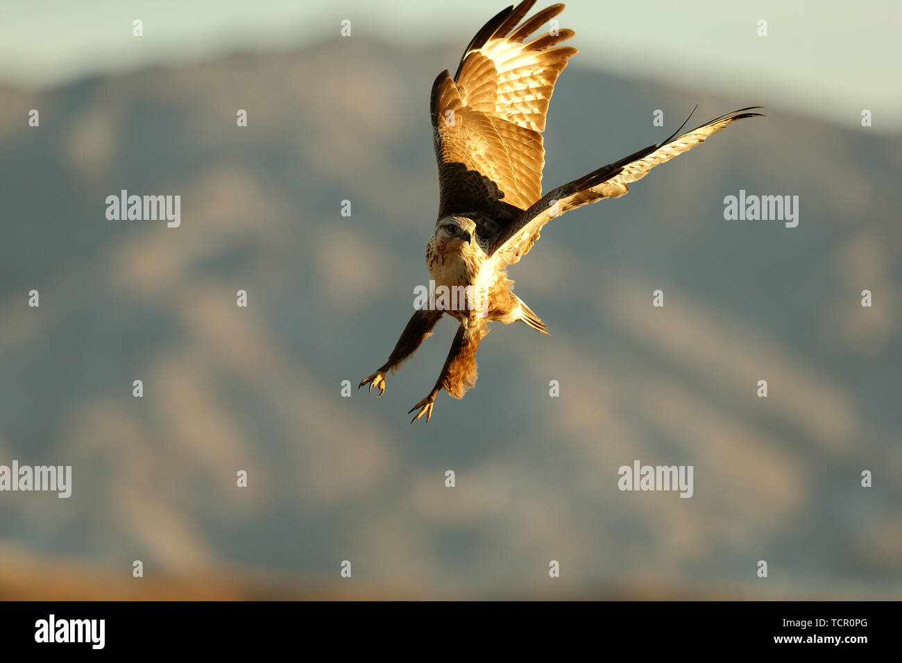 Eagle Birds of Raptor Wildlife Stock Photo - Alamy