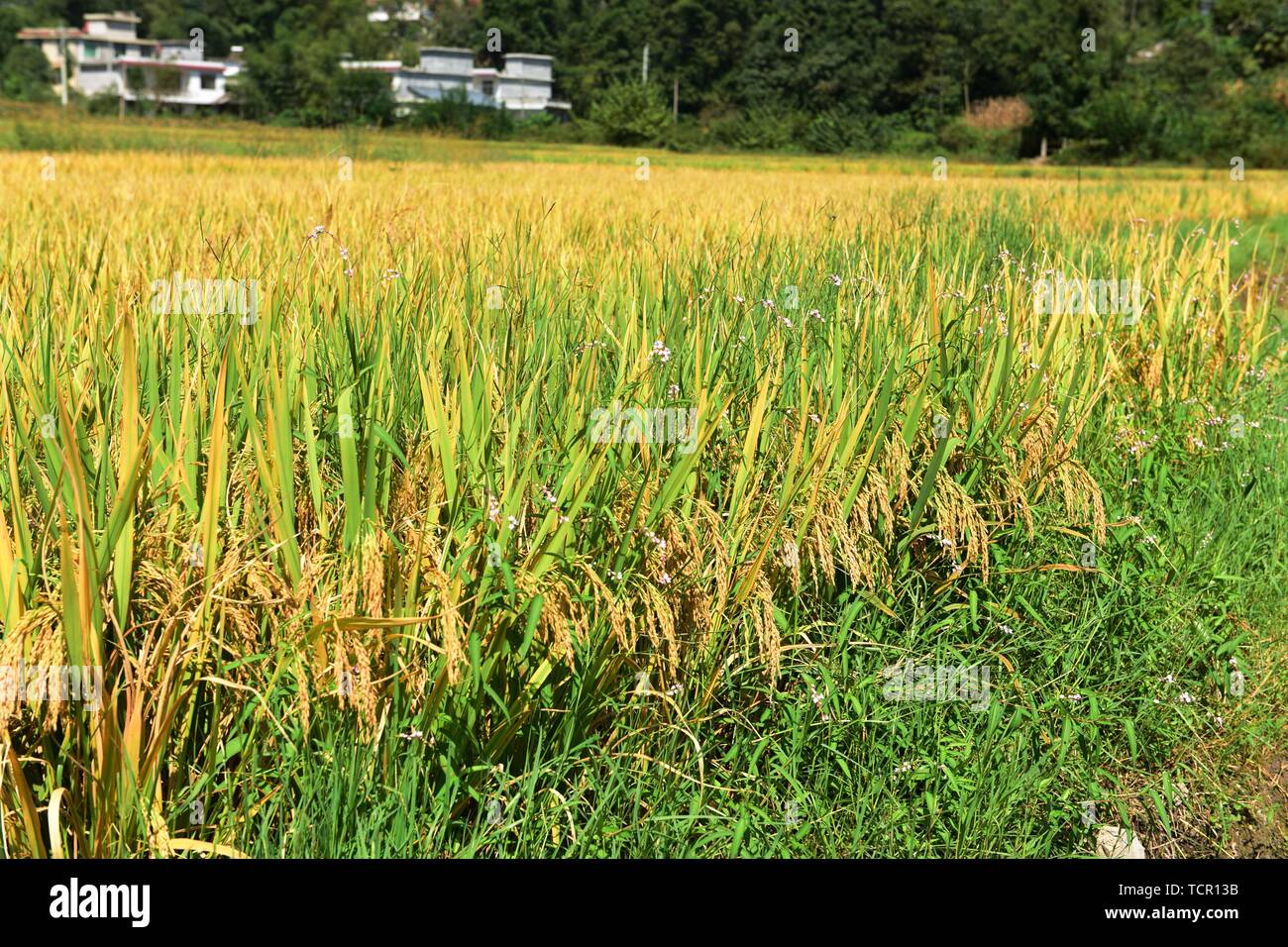 Spike of rice Stock Photo - Alamy