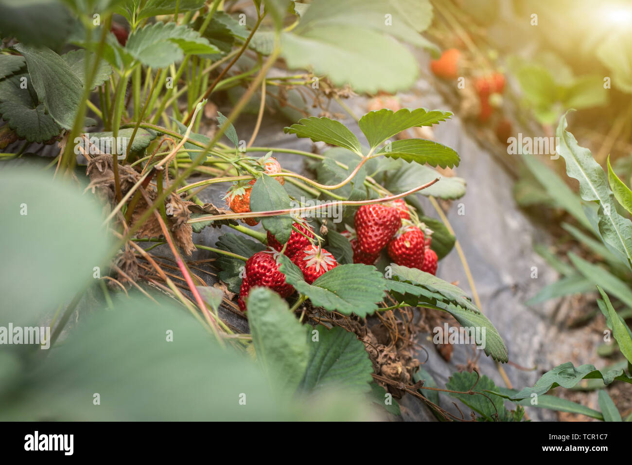 Modern strawberry plantation greenhouse Stock Photo - Alamy