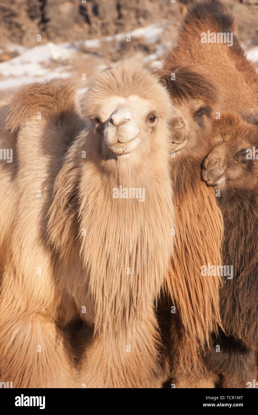 Camels hair hi-res stock photography and images - Alamy