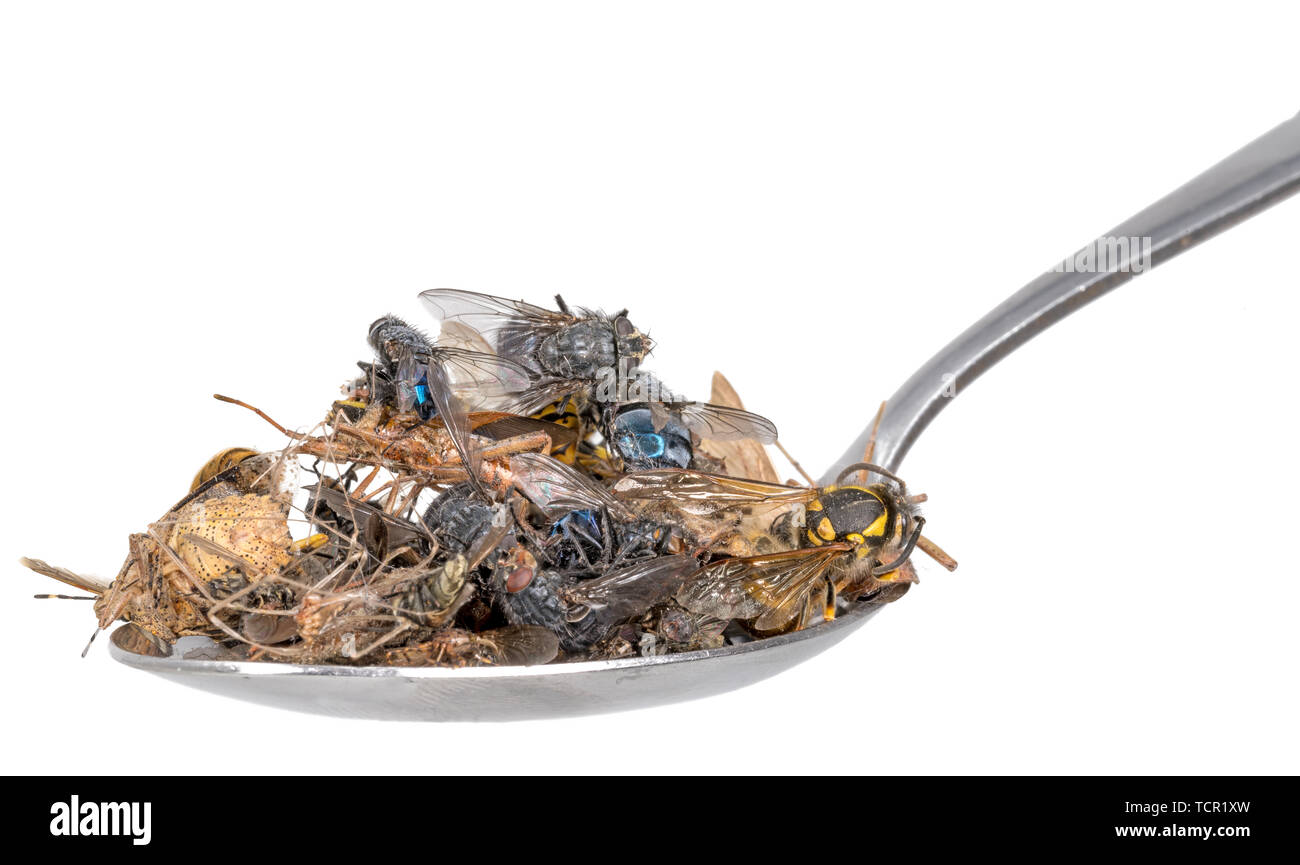 Many insects Cut Out Stock Images & Pictures - Alamy