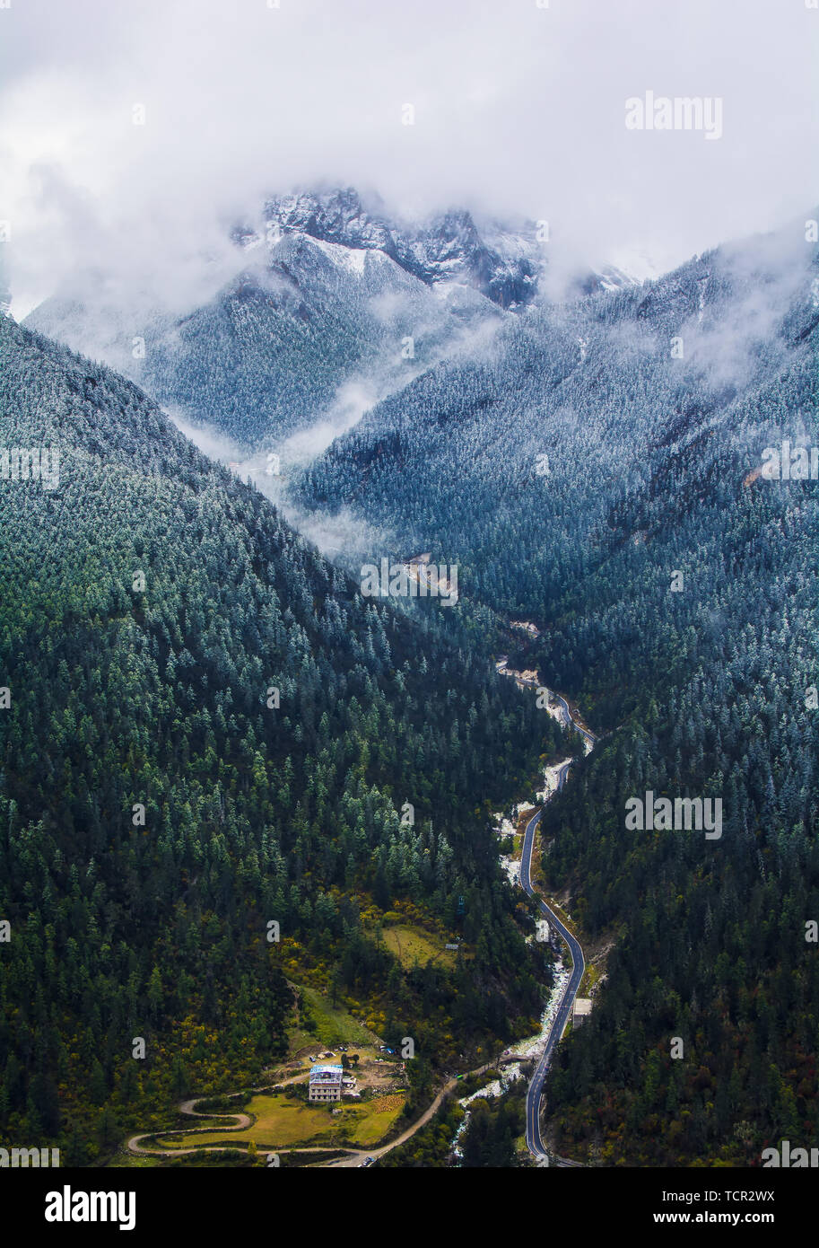 Illusory primitive forest hi-res stock photography and images - Alamy