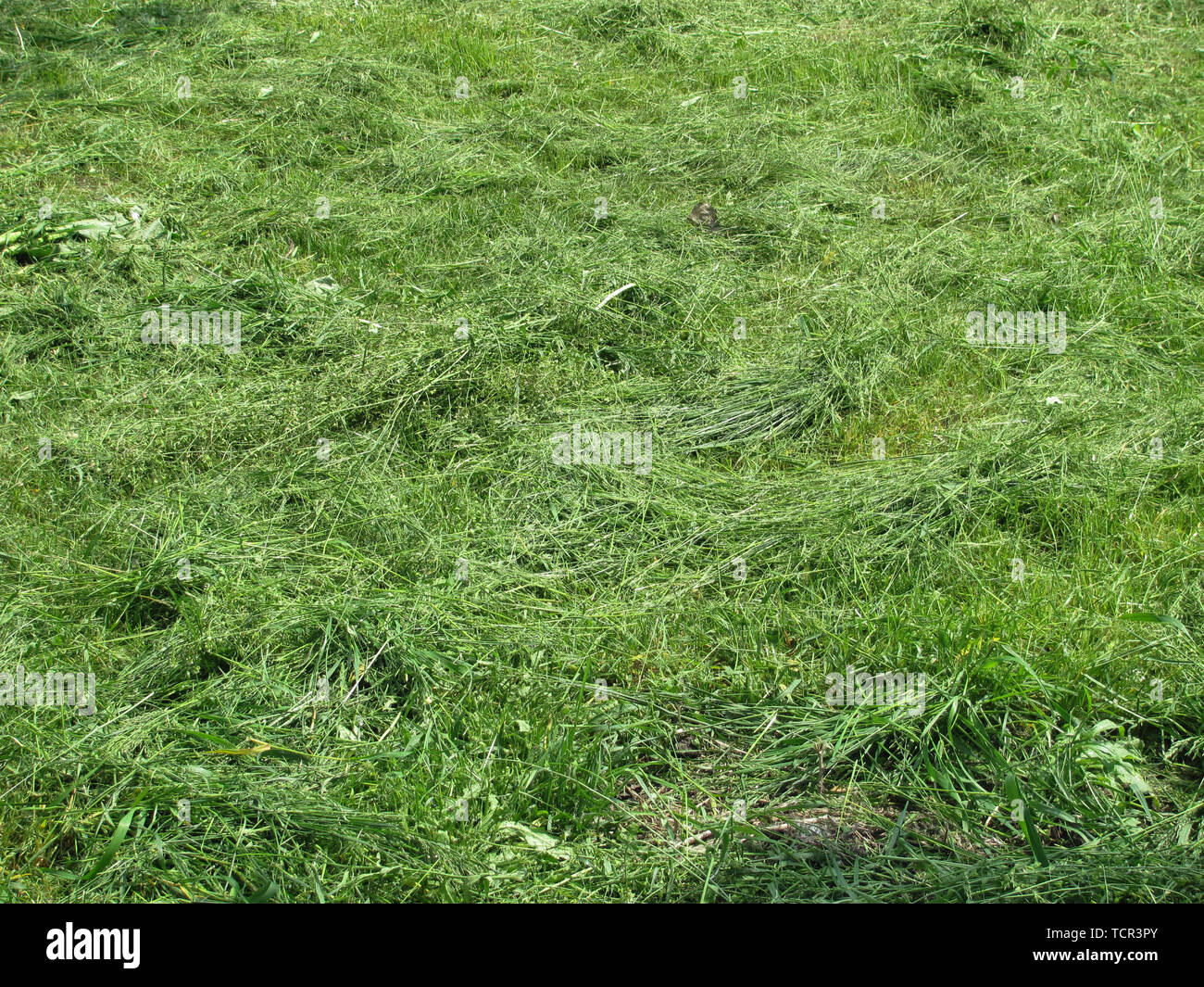 green cutted grass natural spring background Stock Photo - Alamy