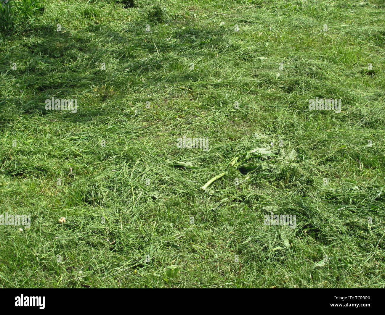 green cutted grass natural spring background Stock Photo - Alamy