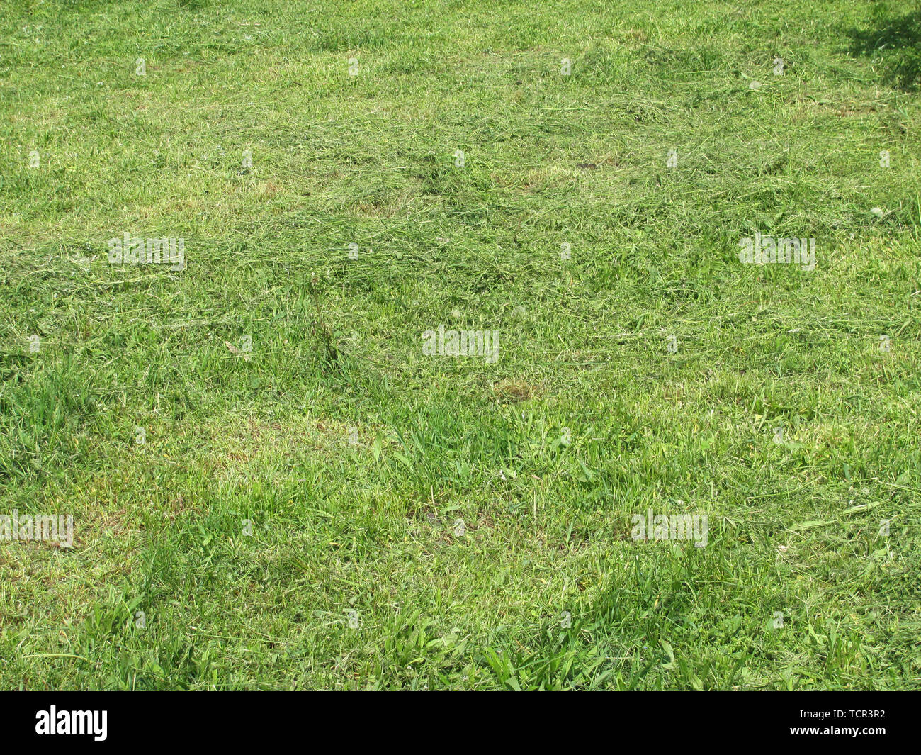 green cutted grass natural spring background Stock Photo - Alamy