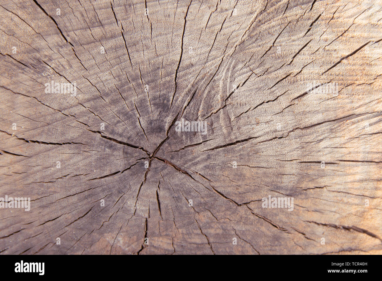 Tree trunk stump texture background top view. tree stump crack ...