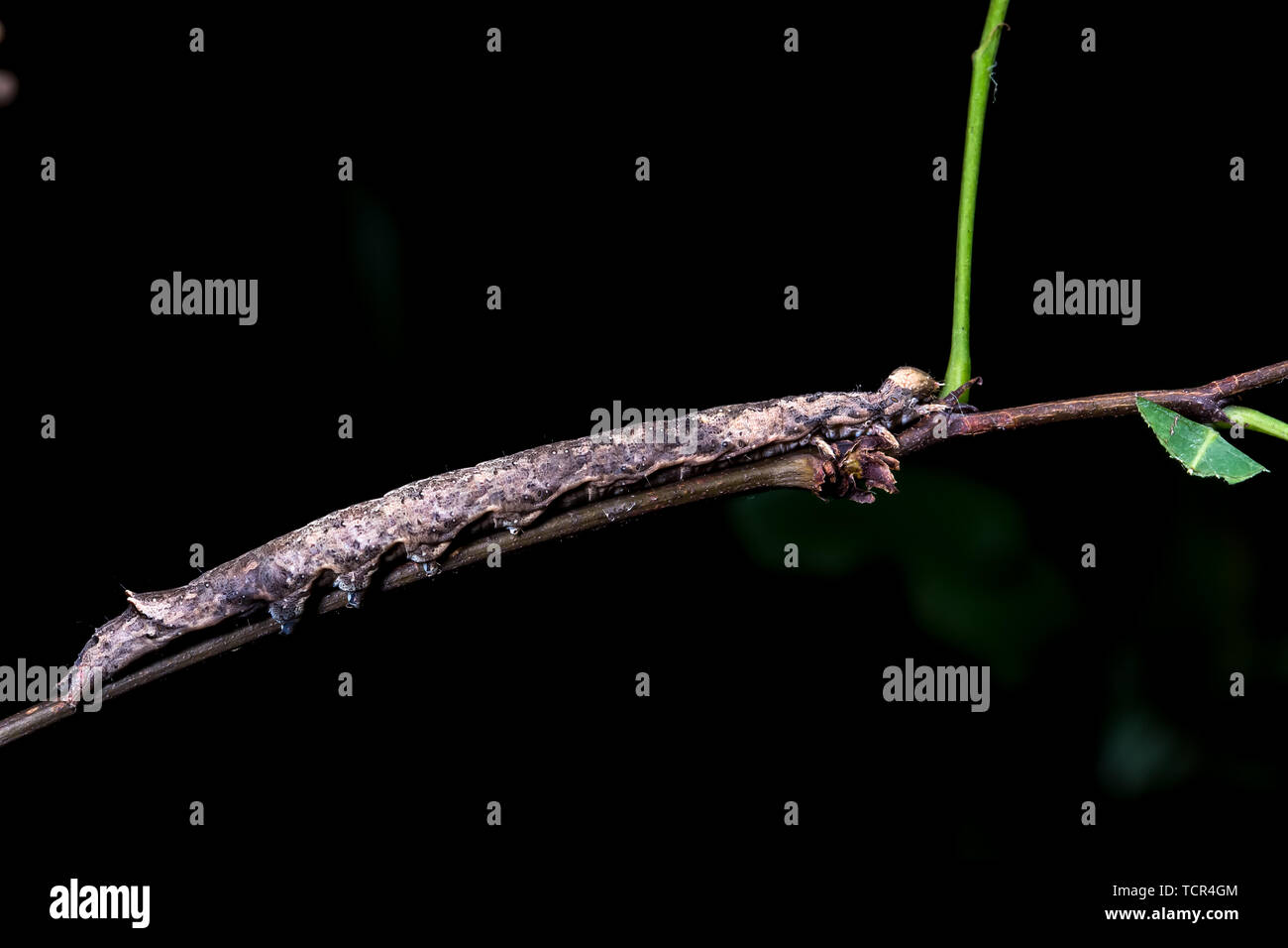 Larvae of various moths Stock Photo - Alamy