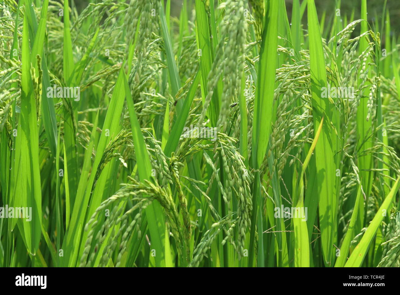 Rice spikes and rice grains hi-res stock photography and images - Alamy