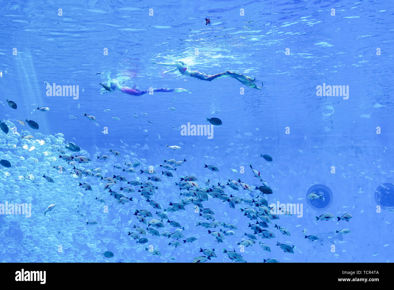 Mermaid performance at Haichang Ocean Park, Shanghai Stock Photo - Alamy