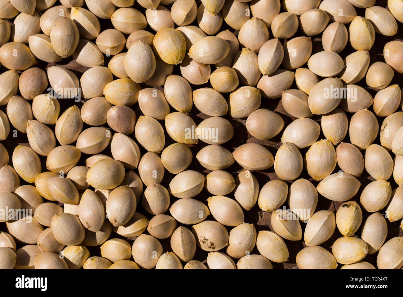 Ginkgo fruit hi-res stock photography and images - Alamy