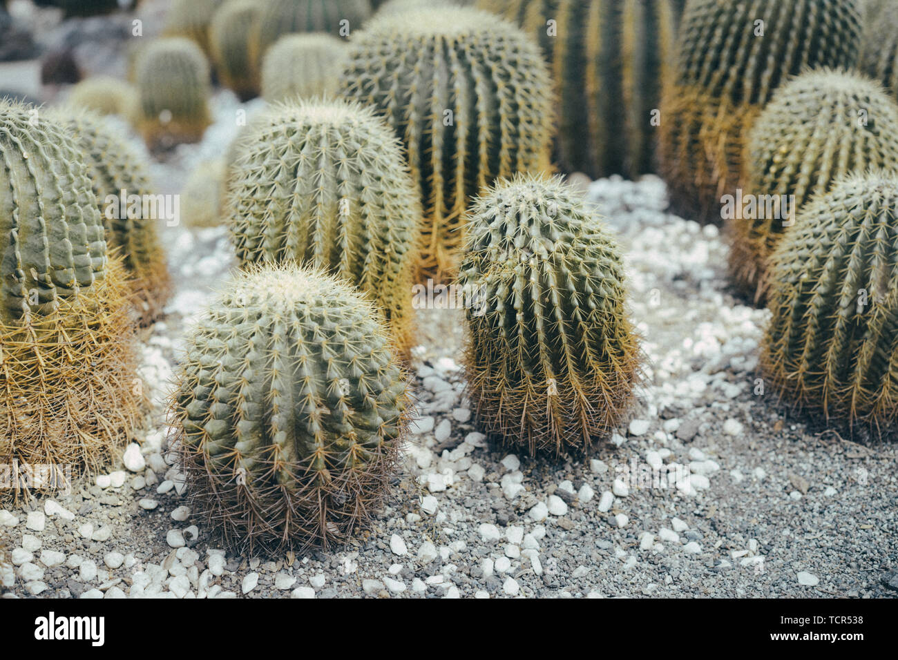 Sand plant cactus Stock Photo - Alamy