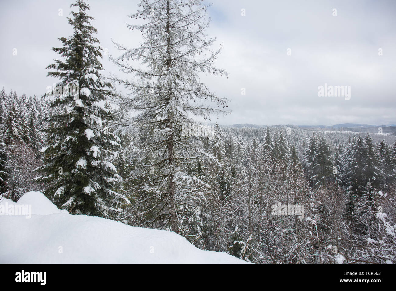 Oregon cypress hi-res stock photography and images - Alamy
