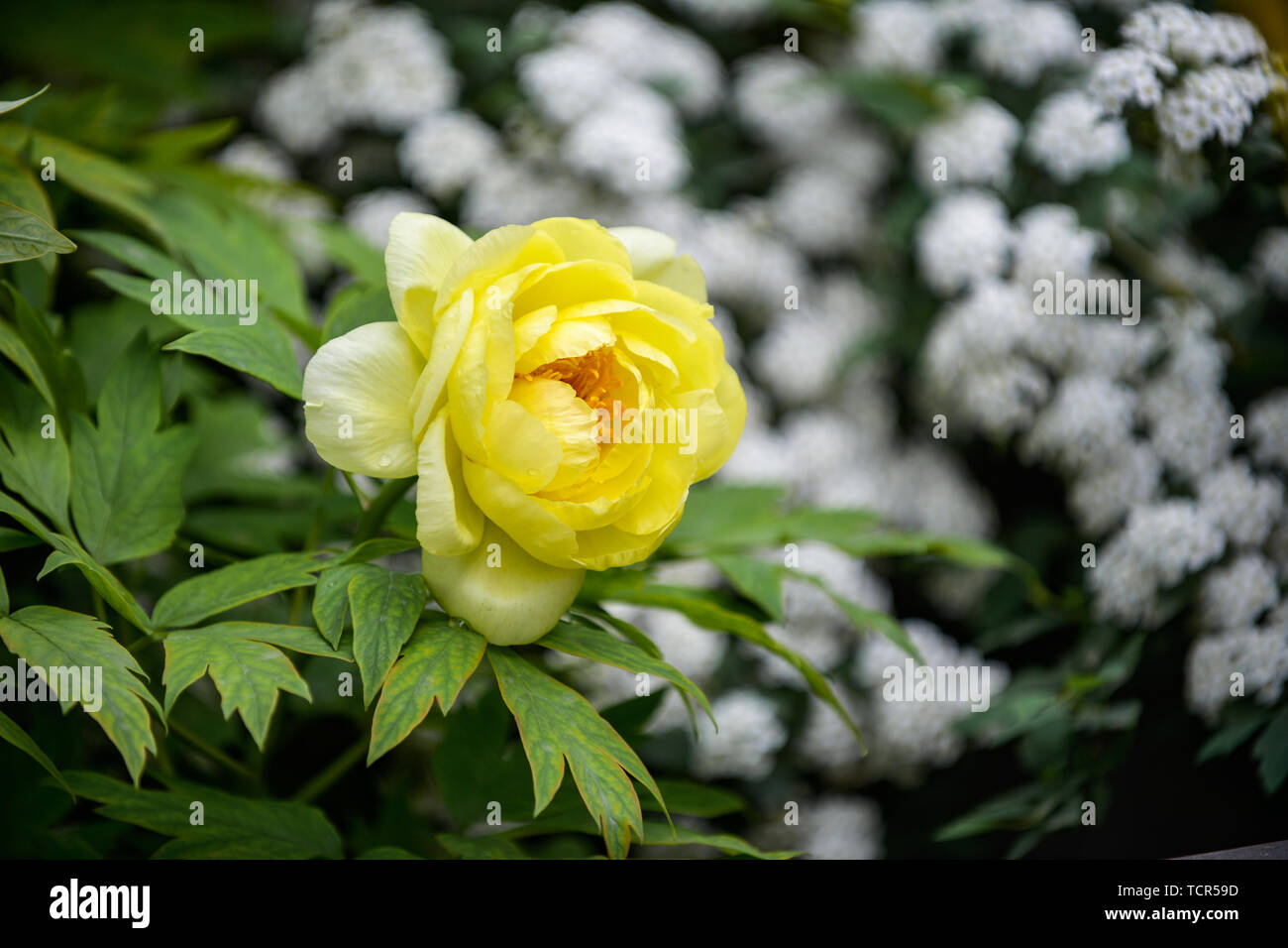 Peony map hi-res stock photography and images - Alamy