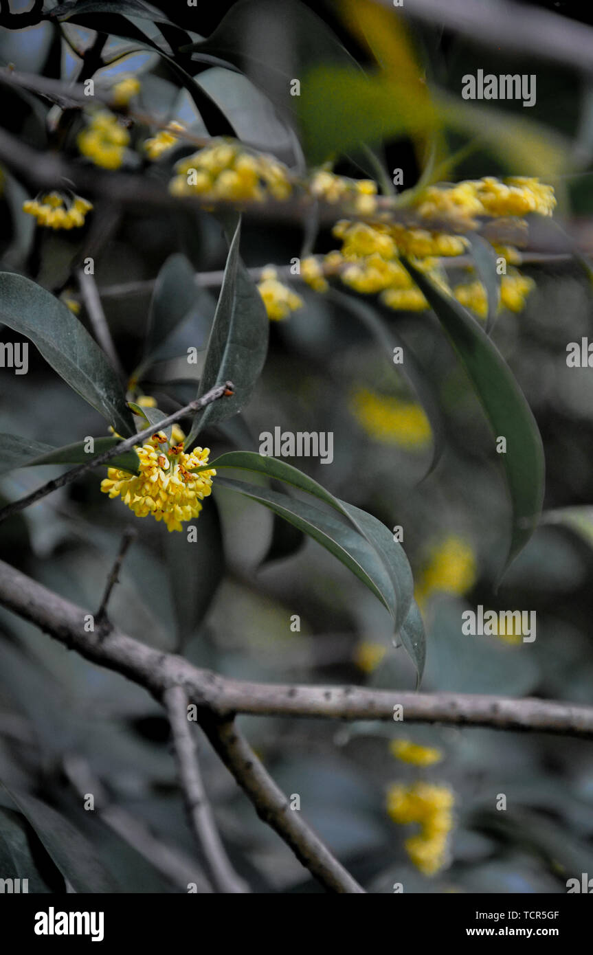 Osmanthus fragrans hi-res stock photography and images - Alamy
