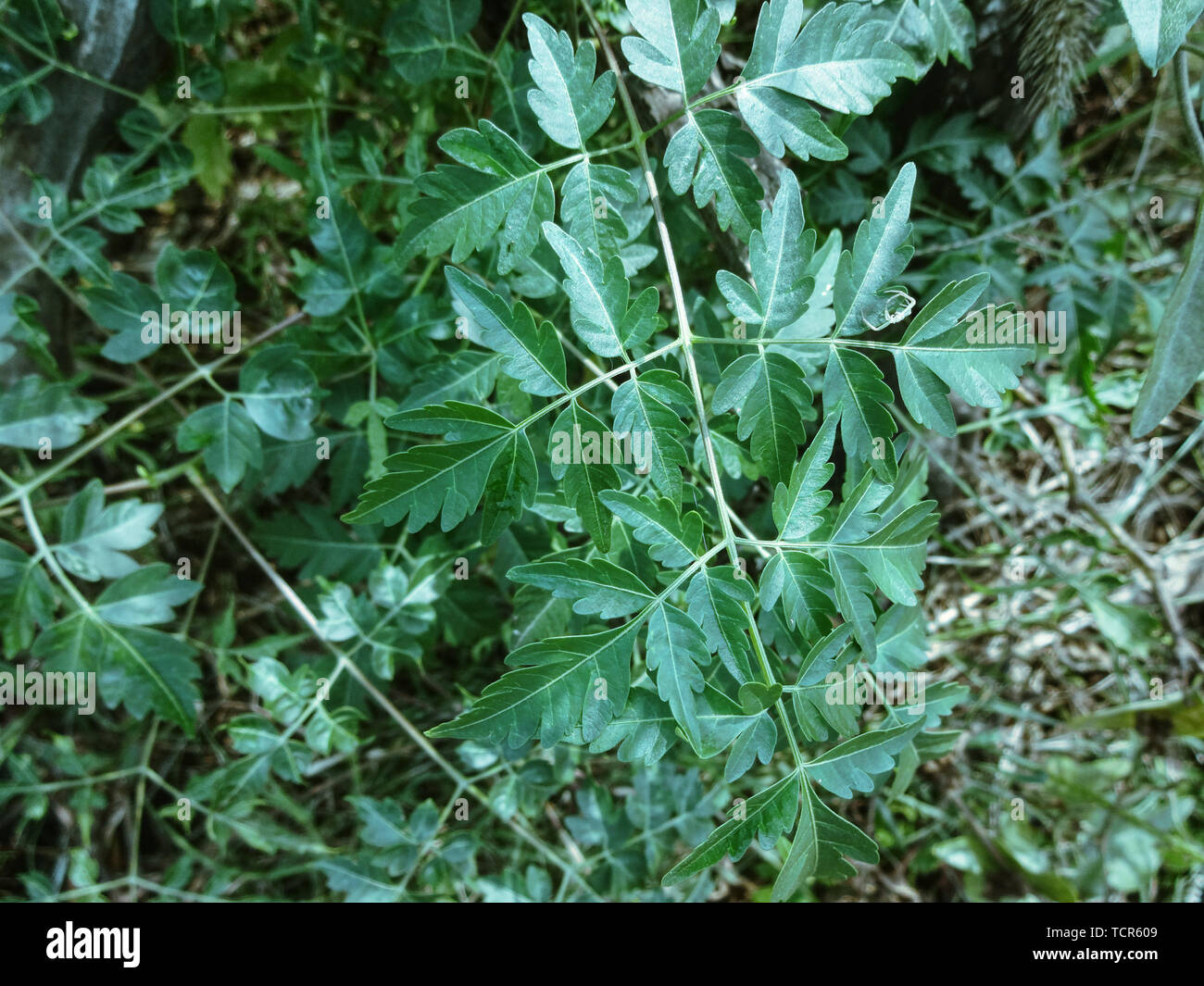 Neem for plants hi-res stock photography and images - Alamy