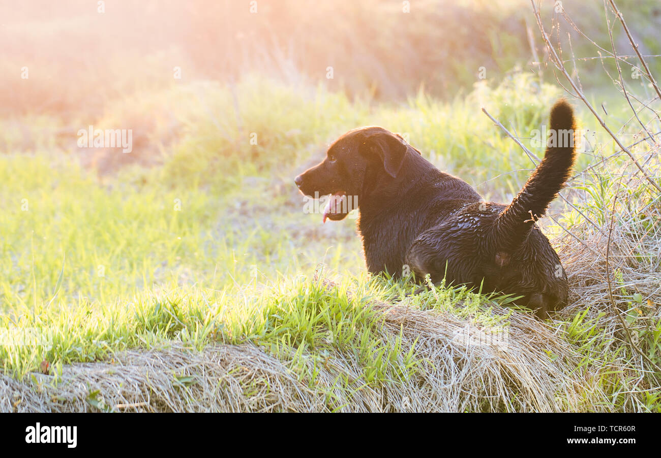 Labrador group field hi-res stock photography and images - Alamy