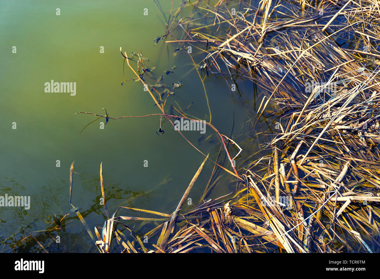 dirty water in the reeds on the pond, on the river in early spring ...