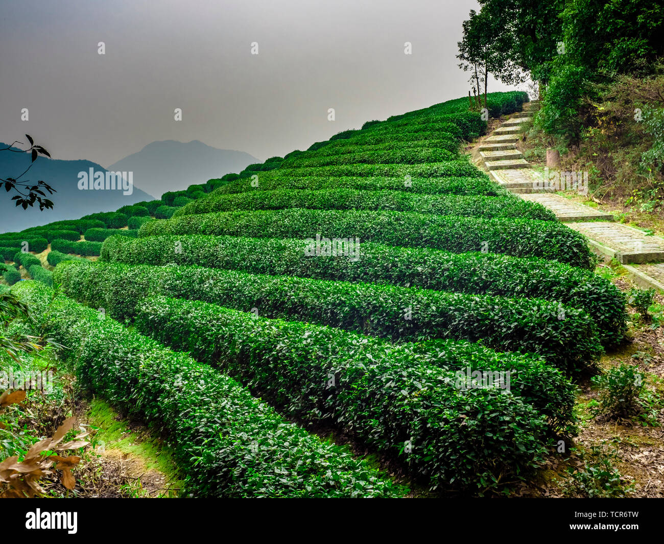 Grazing tea garden hi-res stock photography and images - Alamy