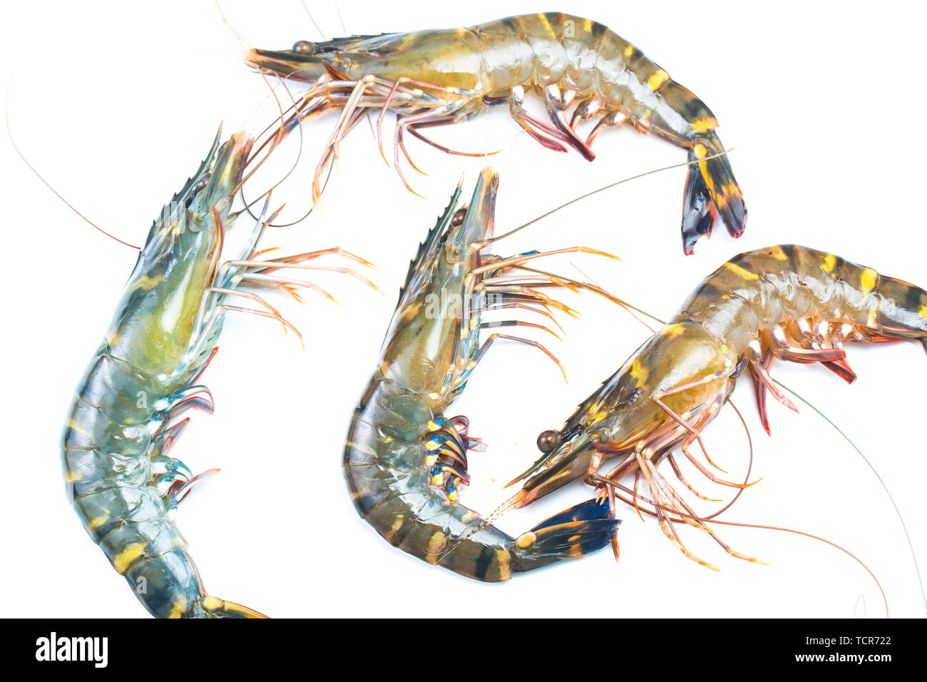 Tiger skin shrimp Stock Photo - Alamy
