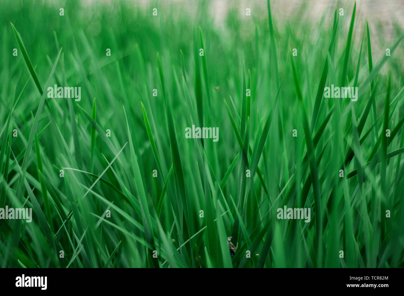 Green background for eye protection Stock Photo - Alamy