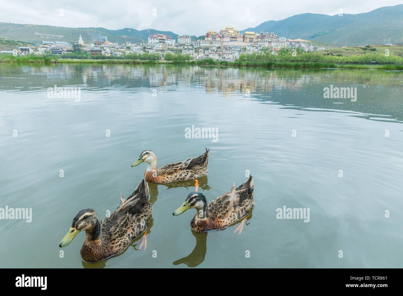 Mei lin hi-res stock photography and images - Alamy