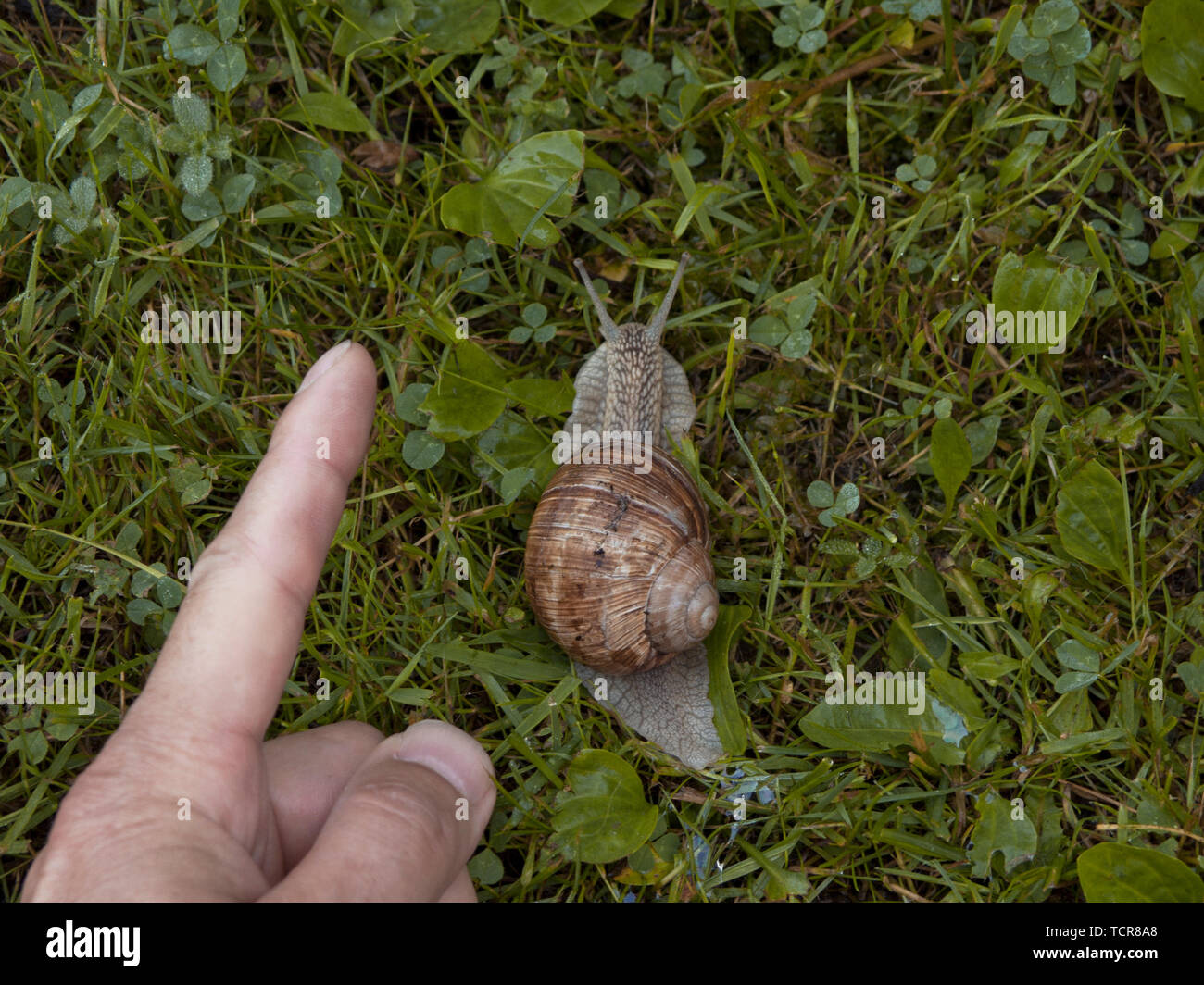 Macro shot of the forefinger pointingb direction to the crawling snail ...
