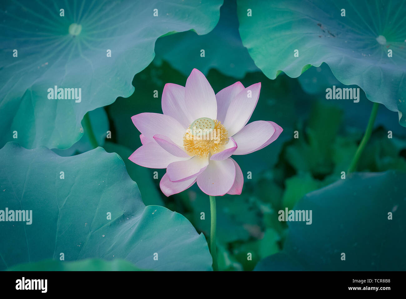 Summer lotus infinite beauty, lotus leaf skirt one color cut, hibiscus ...