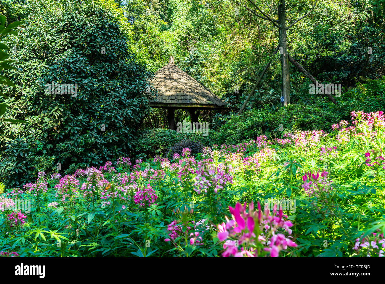 Chengdu botanical garden hi-res stock photography and images - Alamy