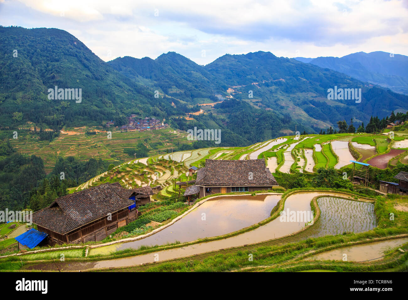 Guizhou forest planting hi-res stock photography and images - Alamy