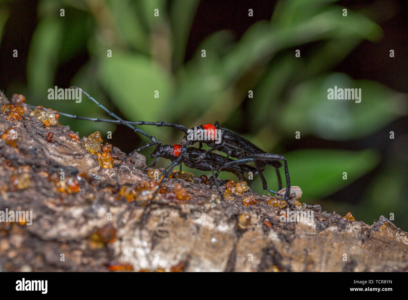 Peach red-necked sky cow cross-tail Stock Photo - Alamy