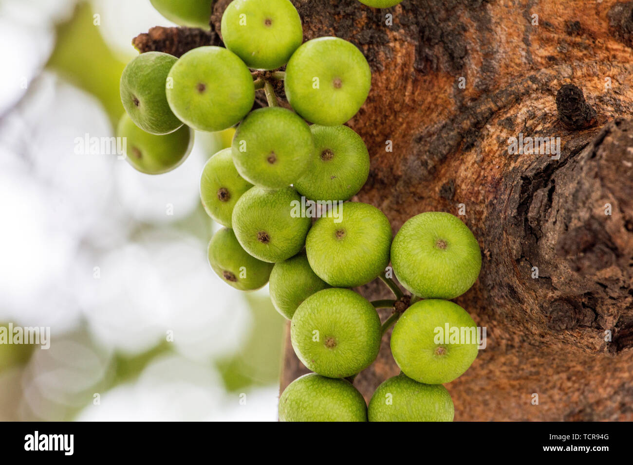 Fruit of banyan tree hi-res stock photography and images - Alamy