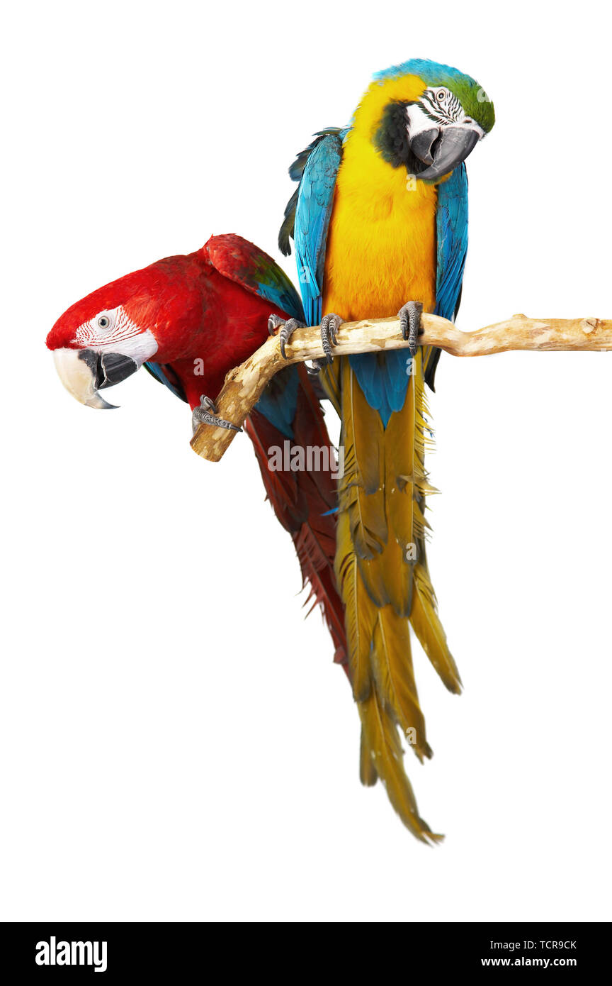 Parrots jungle Cut Out Stock Images & Pictures - Alamy