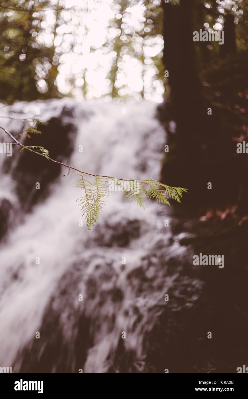 Little tree branch with a beautiful waterfall blurred in the background ...