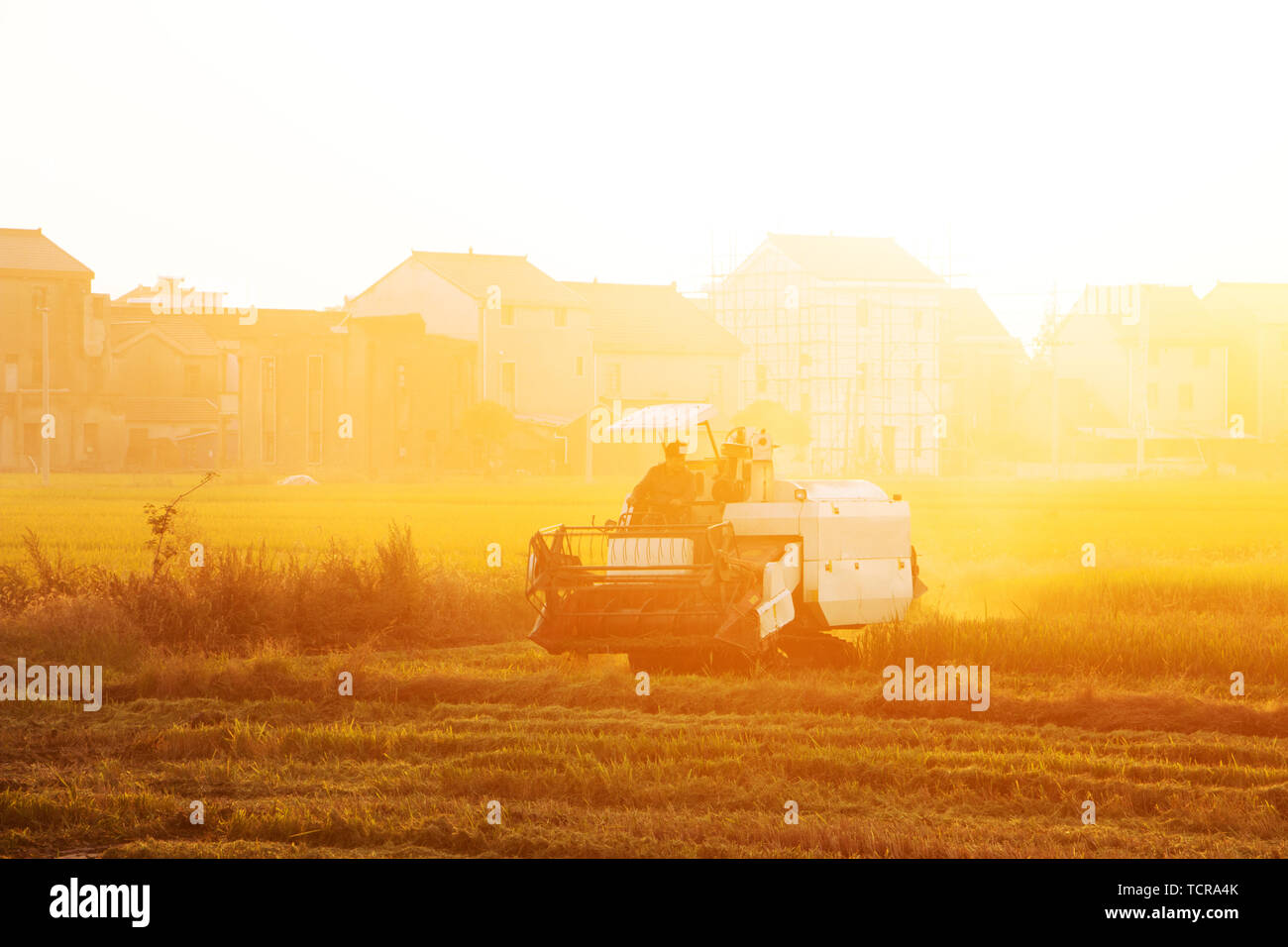combine harvester working in ripe rice field near village Stock Photo ...