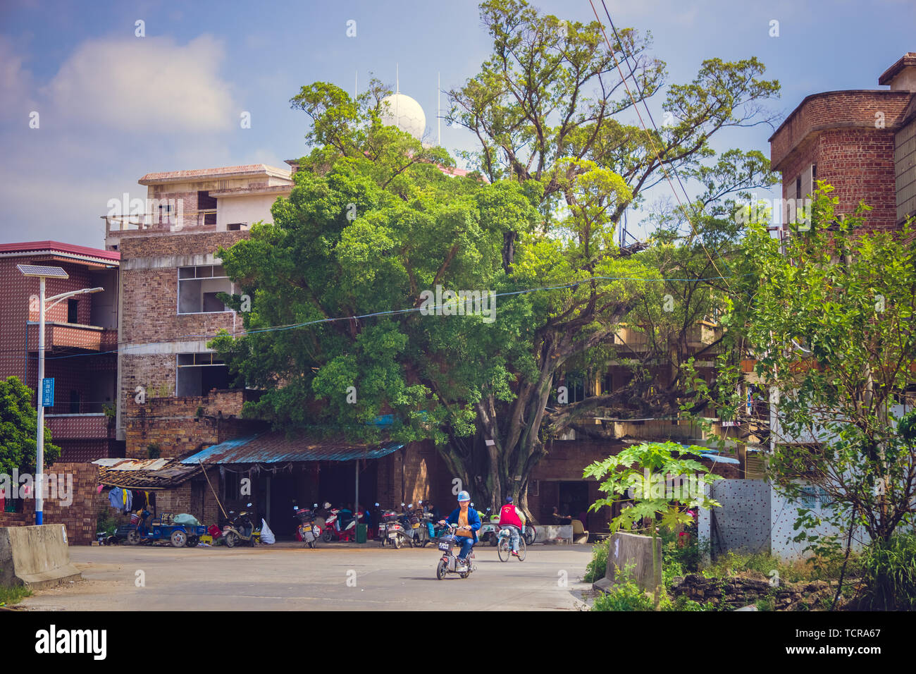 The big banyan tree in the village Stock Photo - Alamy