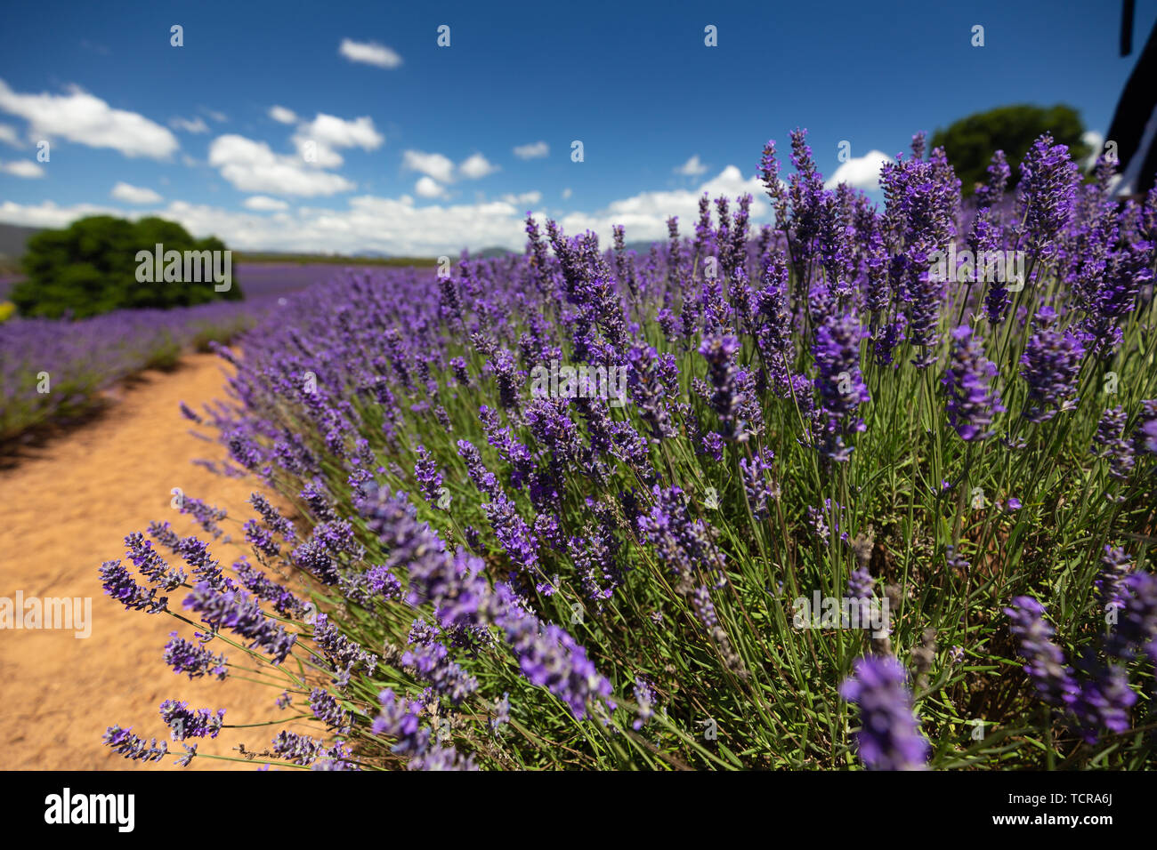Australia oceania and tasmania purple farm farm flowers hi-res stock ...