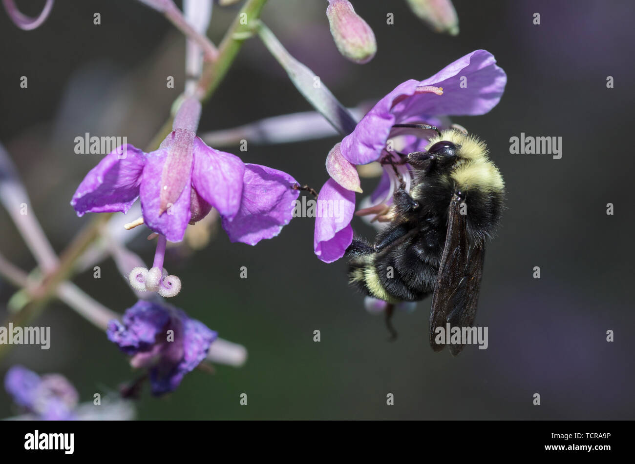 American honey bee hi-res stock photography and images - Alamy