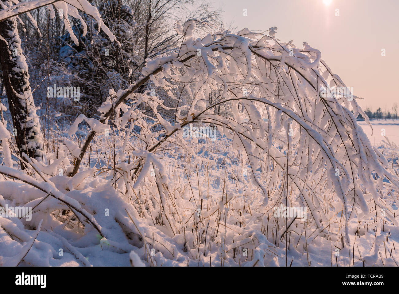 Northern winter frost frozen tree hanging landscape Stock Photo - Alamy